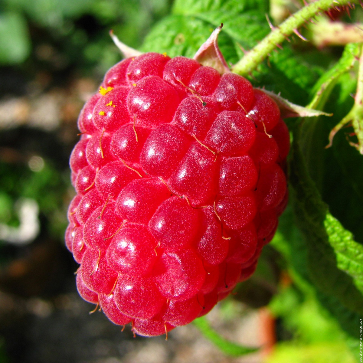 Jardin d'Histoire: La taille des framboisiers