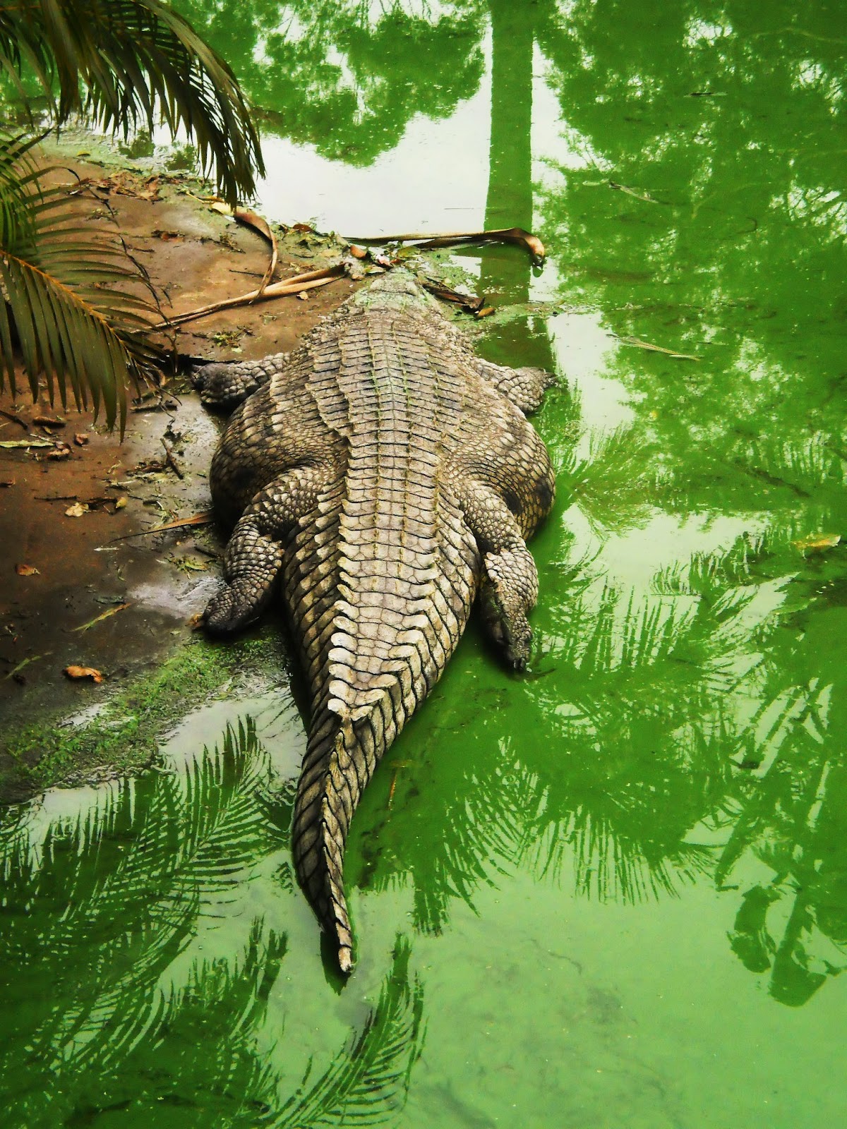 Robyn Holmyard: Printed Textiles Design