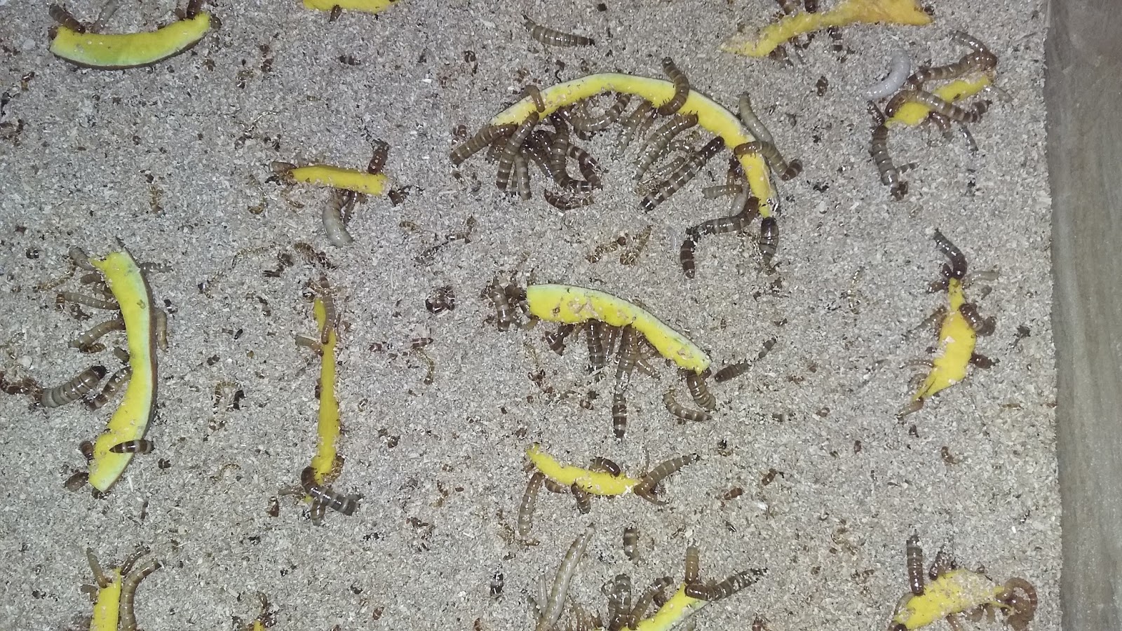 Budidaya Ulat Jerman Sebagai Penghasilan Tambahan | TALITAKUM INDONESIA