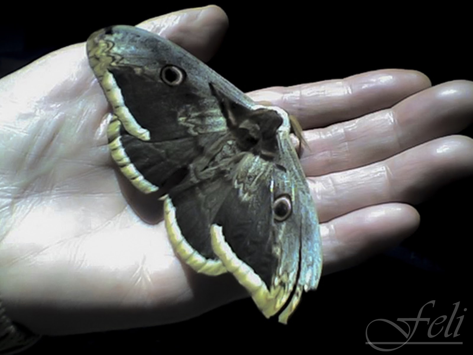 El objetivo de Feli: Saturnia Pyri.