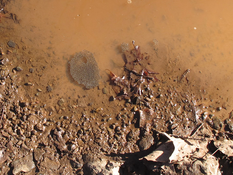 Squirrel's View: Water Springtails (Podura aquatic)