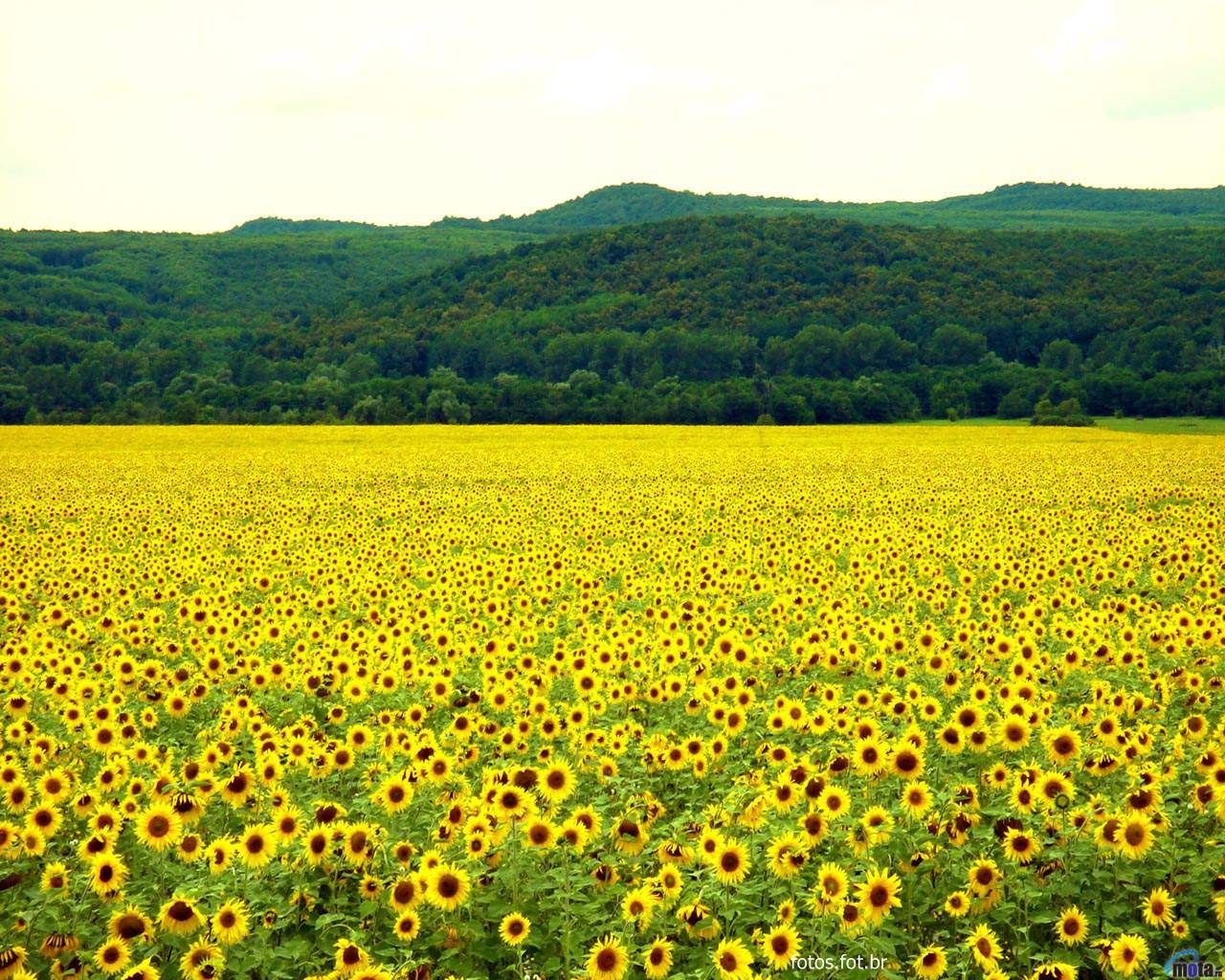 Imagens pra ver: Fotos de flores do campo