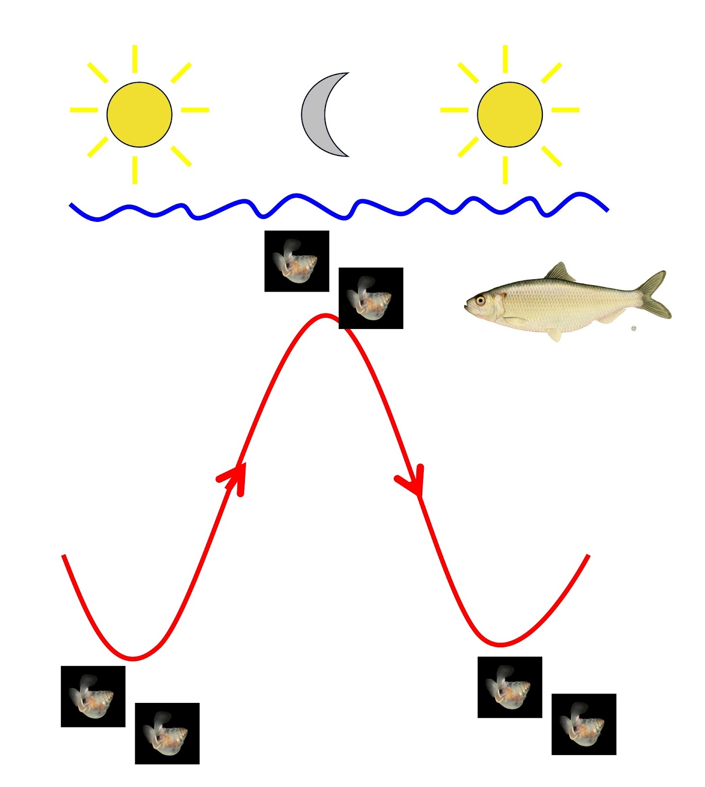 Charismatic Microfauna: The Sea Butterfly Effect