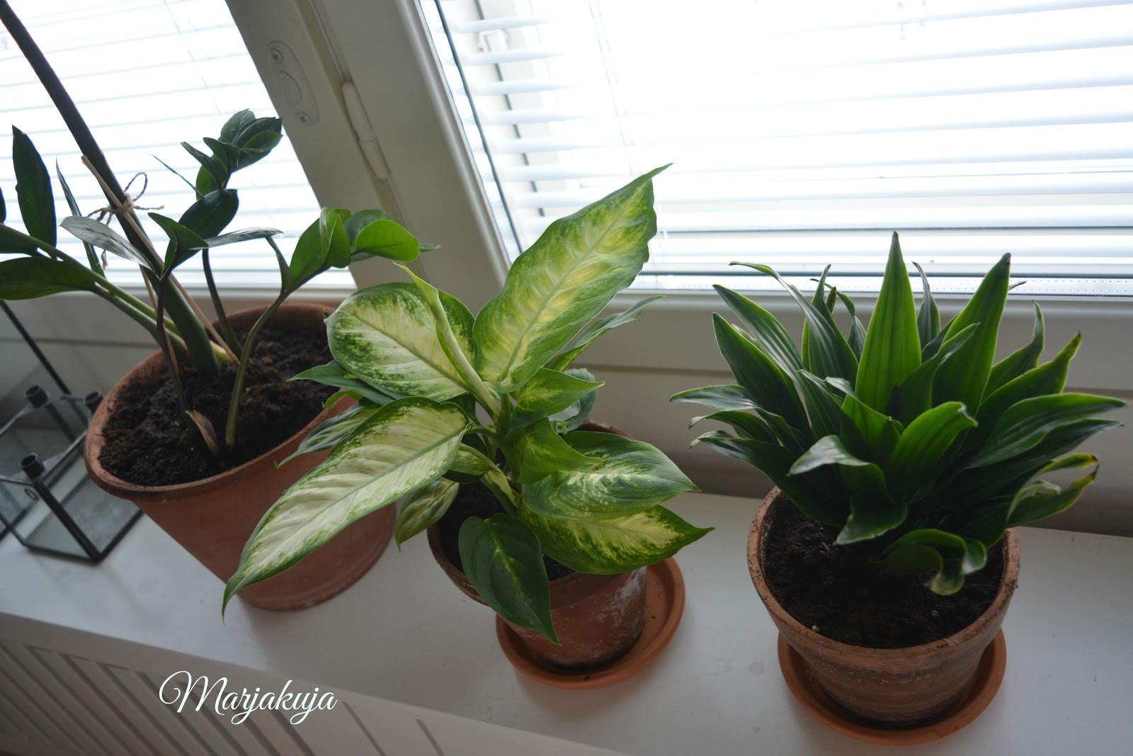 Viherkasveja ja mullan vaihtoa - SISUSTUS & LIFESTYLE -blogi | www ...