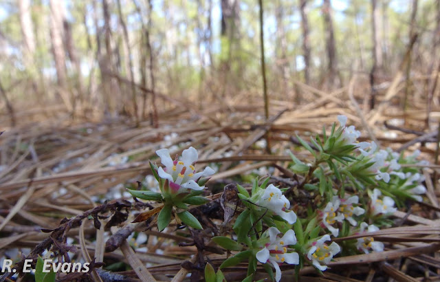 NC Plant Conservation & Beyond: 2019