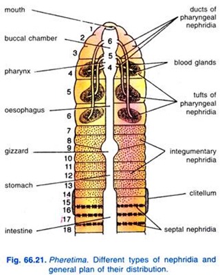 Excretory System of Nephridia ~ Zoology-NETWORK