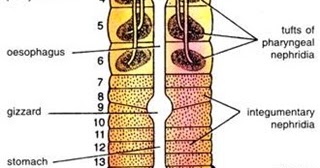 Excretory System of Nephridia ~ Zoology-NETWORK