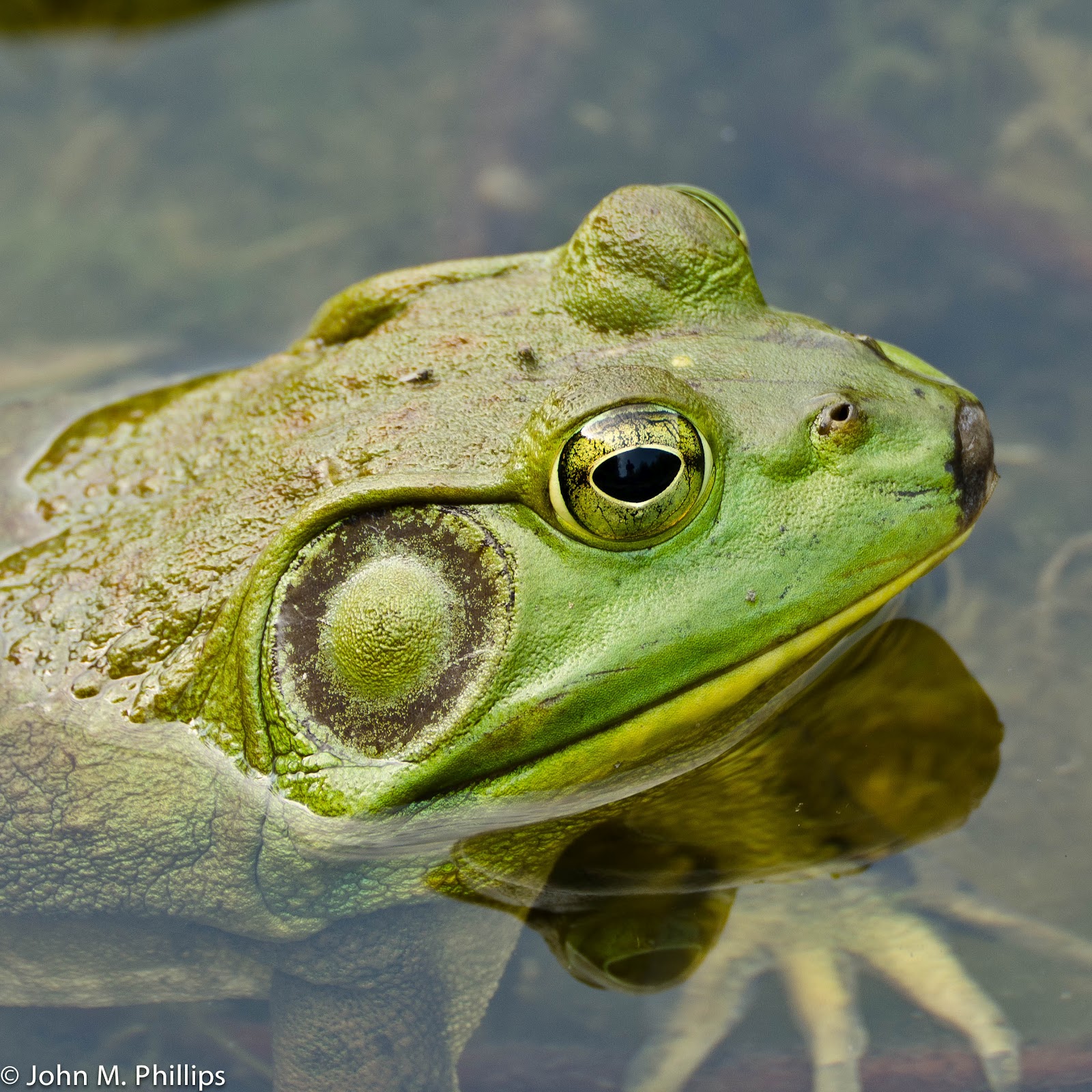 SKEPTIC PHOTO: FROGS AND LILYPADS
