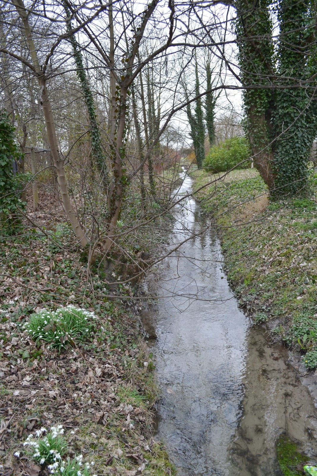 Walks among Flowers: Berkshire: Inkpen Crocus Field and Steventon