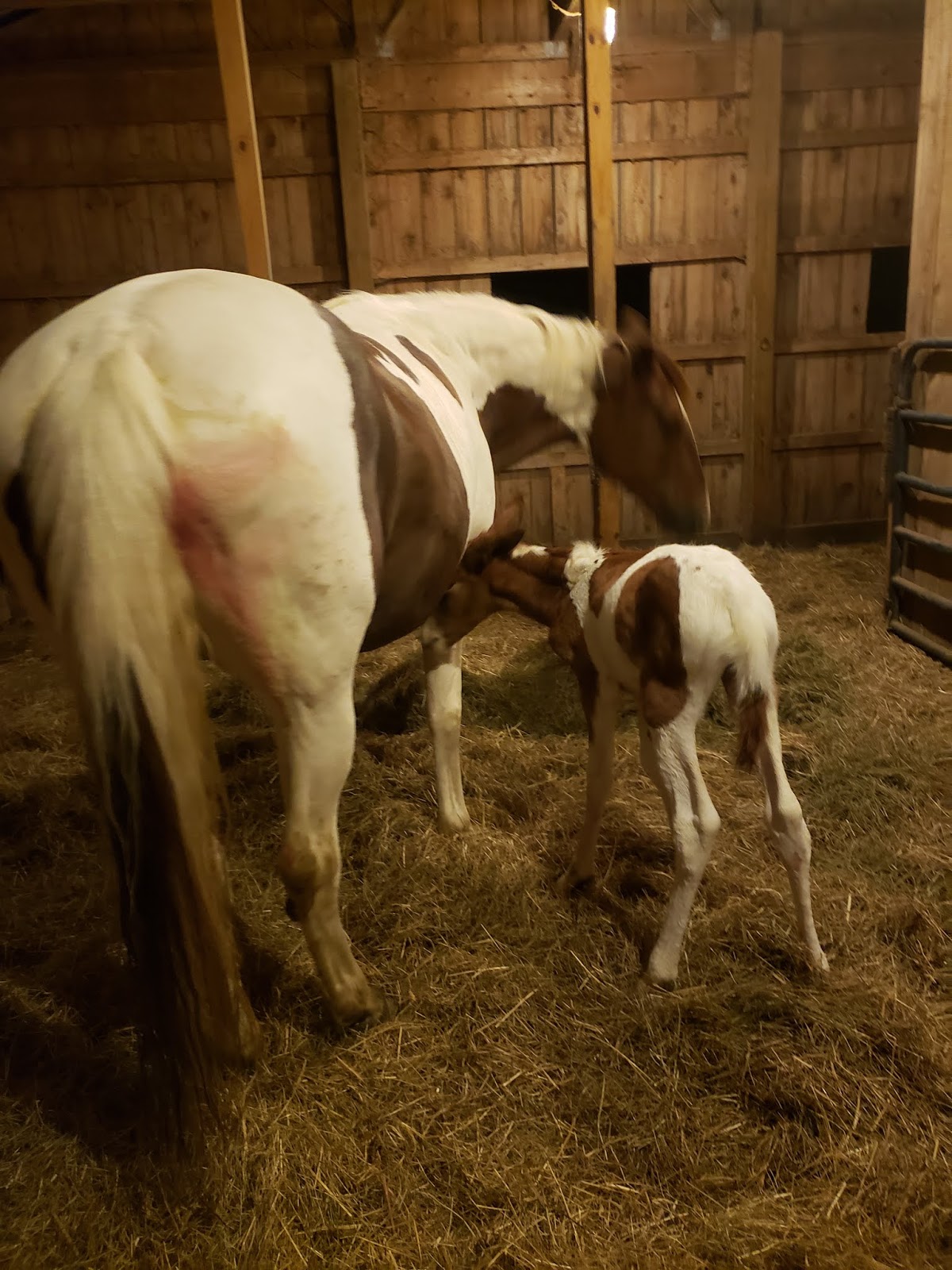 The Dancing Donkey: Mule BABY!!