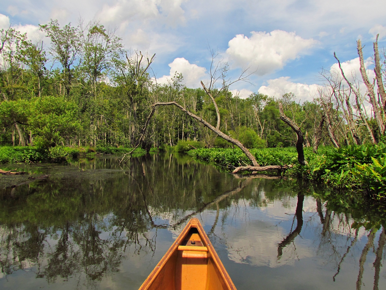 The View From the Canoe: The Great Swamp