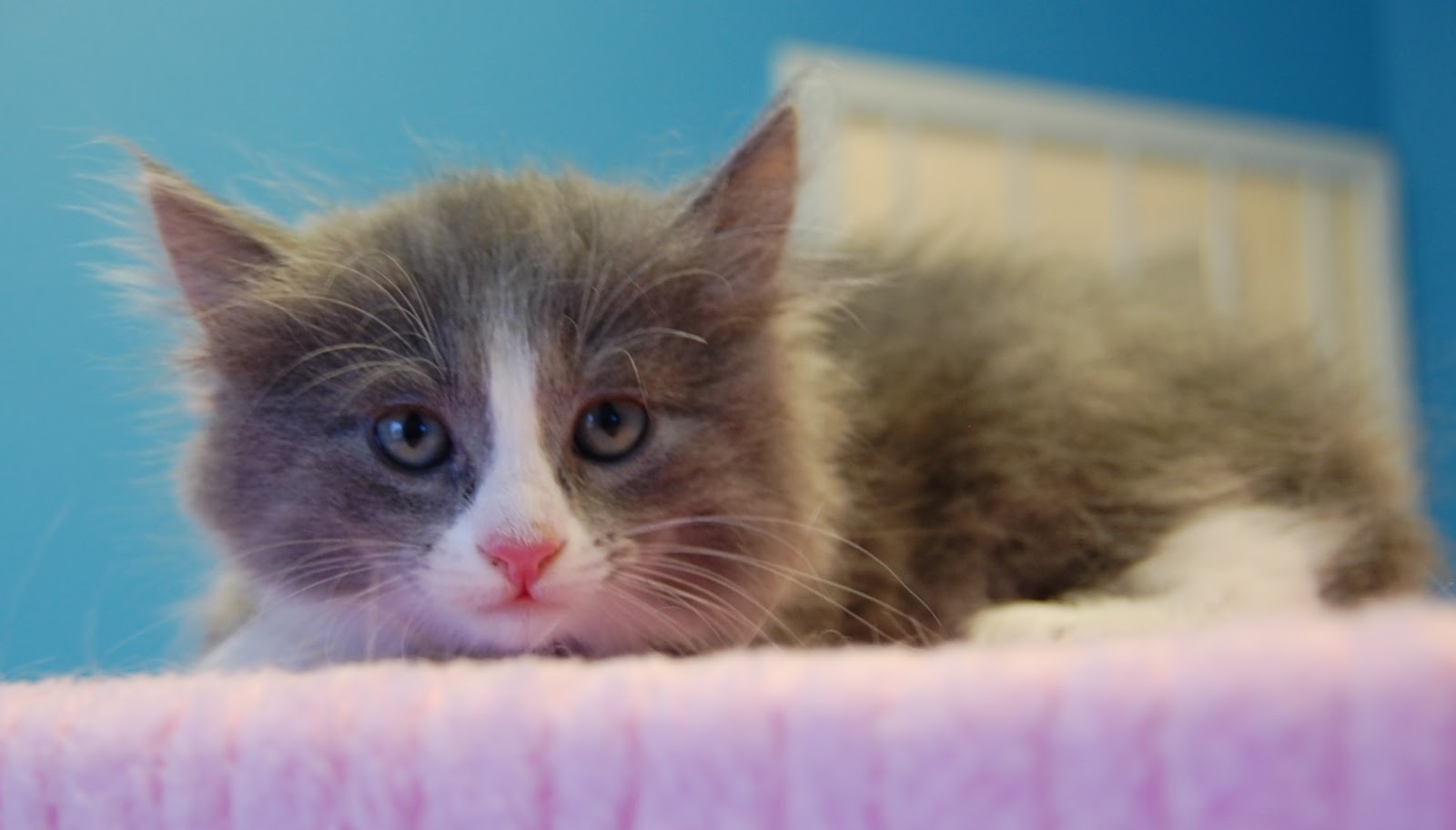 Mindy and 30 more rescued kittens need foster homes!