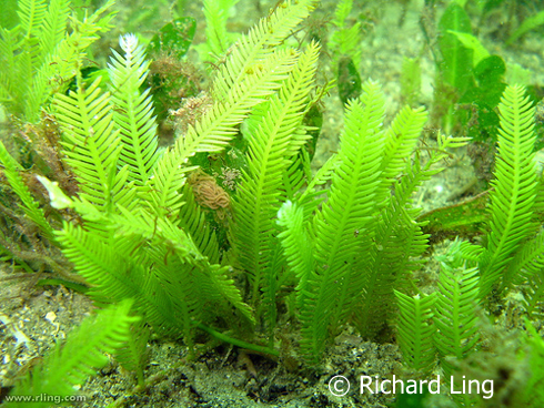 MARINE INVASIVE SPECIES : KILLER ALGAE - LEAN GREEN KILLING MACHINES
