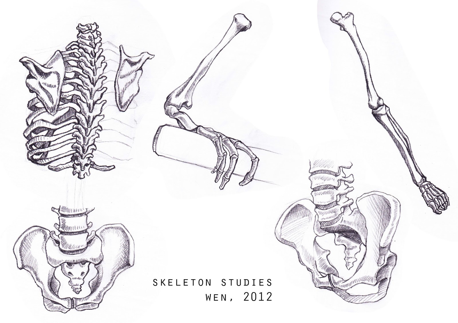 .//wen's.works: Skeleton Studies Assignment