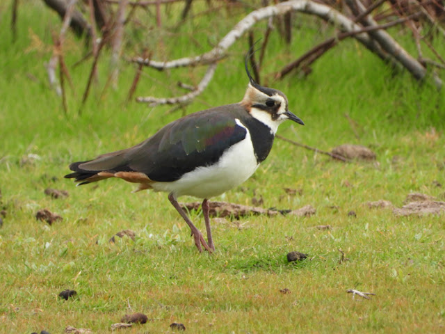 Lo que veo en España: Aves en Doñana