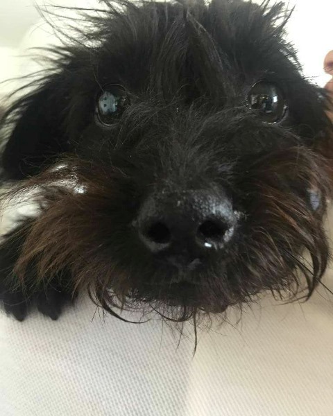 Adoptándonos: Max, hermoso cachorro barbincho de tamaño chico en adopción