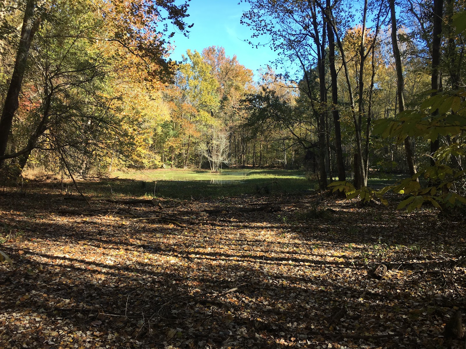 Coldwater River Nature Trails