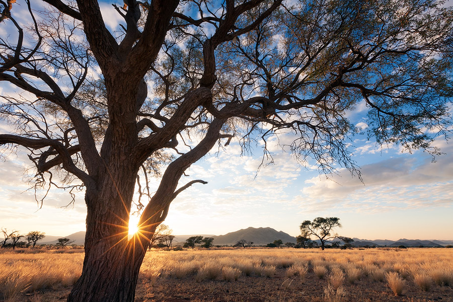 Namibia Reservations: Plants and Vegetation in Namibia