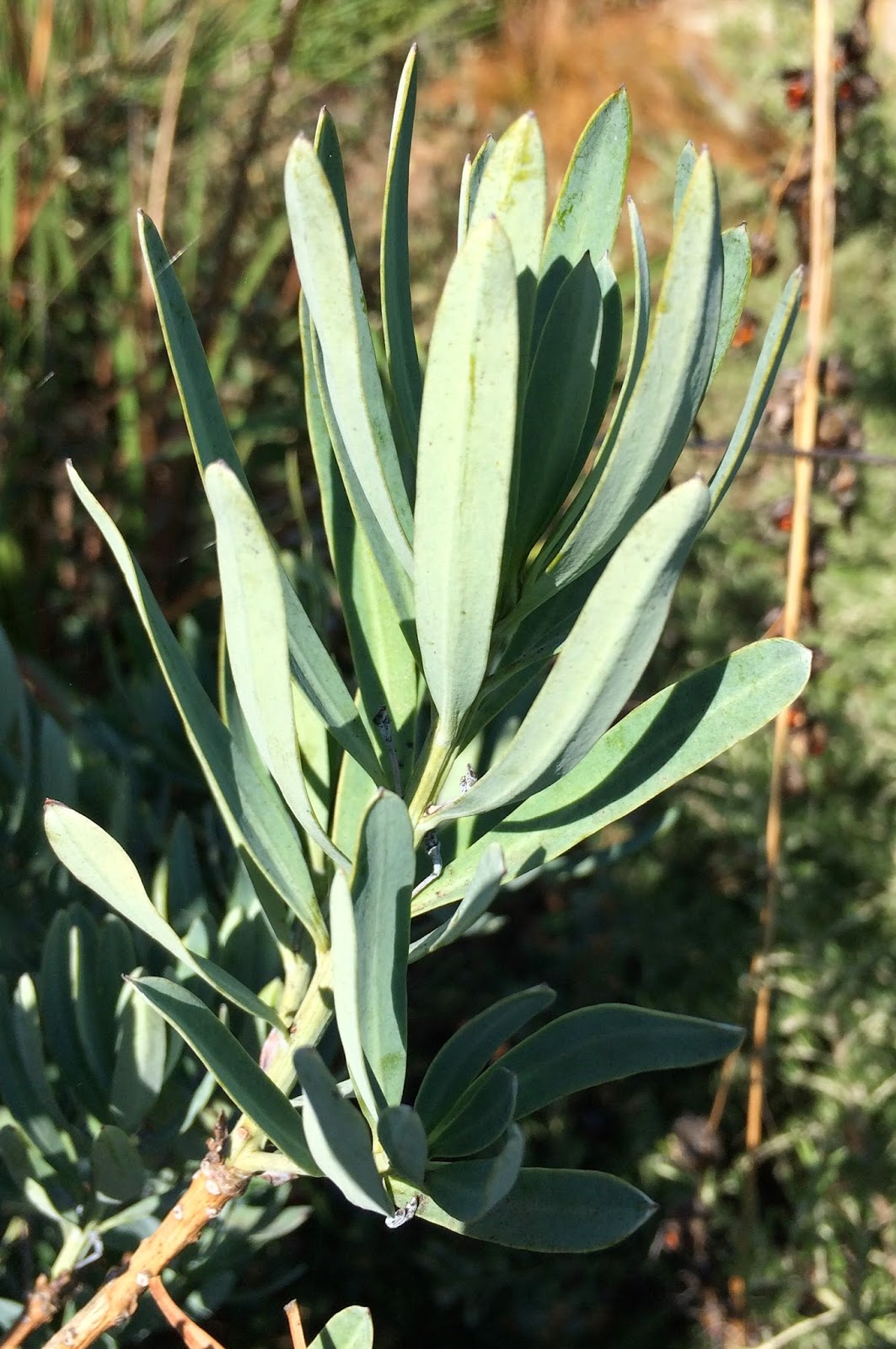 Trees of Santa Cruz County: Podocarpus elongatus 'Monmal' - Icee Blue ...