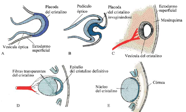 CRISTALINO: EMBRIOLOGÍA Y ANATOMÍA
