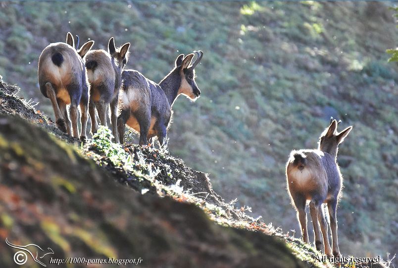 WILDLIFE GATEWAY: Rencontre avec les Isards