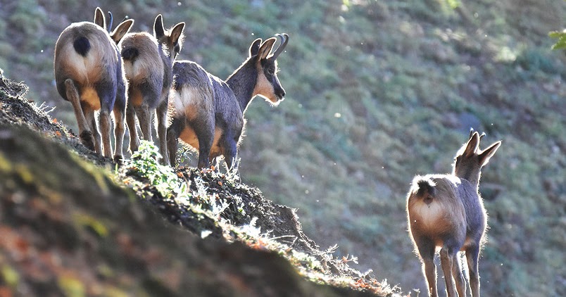 WILDLIFE GATEWAY: Rencontre avec les Isards