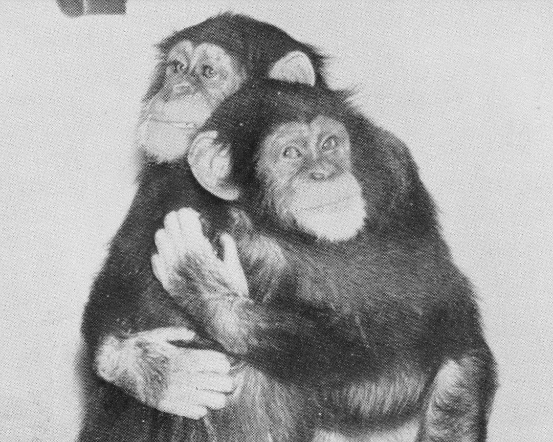 Little Darwin: RICH RANDY MONKEY CONTRACT