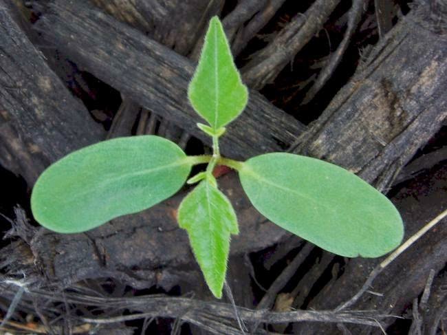 Poison Ivy - Nature's "Three Leaf Wonder": Poison Ivy Life Cycle, Part 1