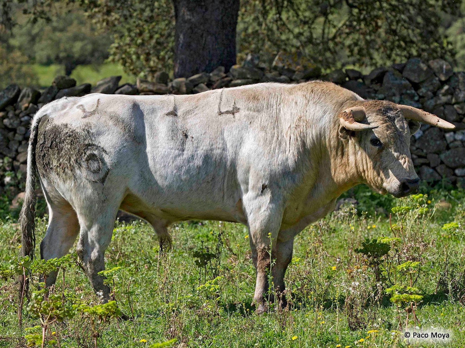 Toreo en Red Hondo: PINTAS DEL TORO DE LIDIA (4): EL TORO PERLINO
