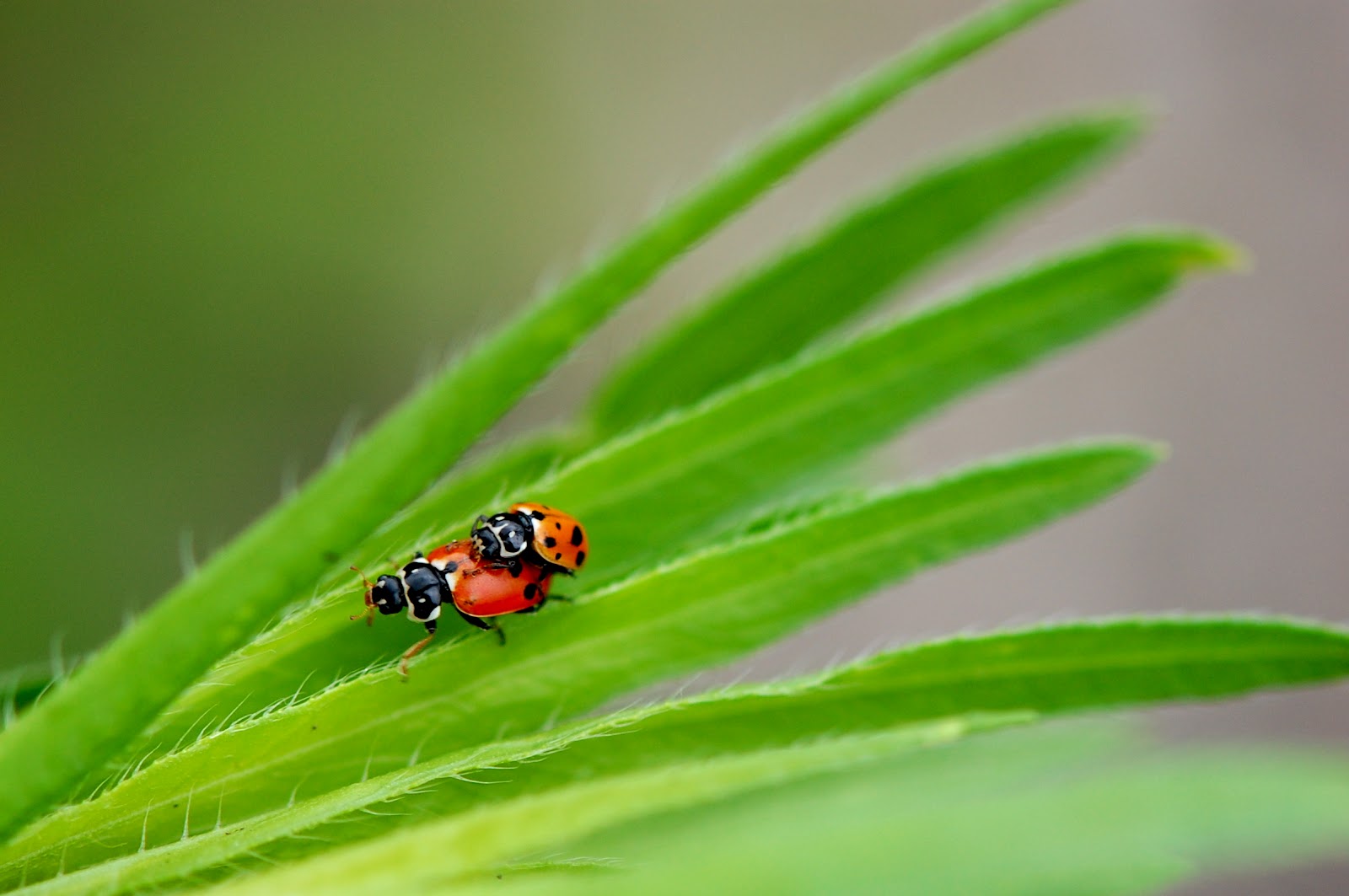 Urban Wildlife Guide: Variegated Ladybug