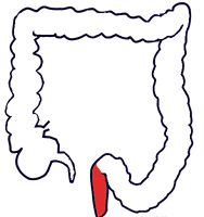 Fungsi Rektum Pada manusia | Materi dan Soal Biologi