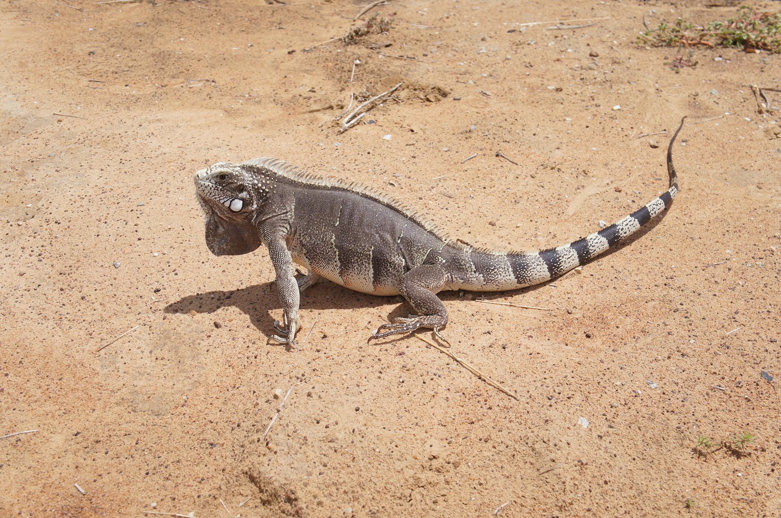 Fatos e Fotos da Caatinga: Os jumentos da caatinga nordestina