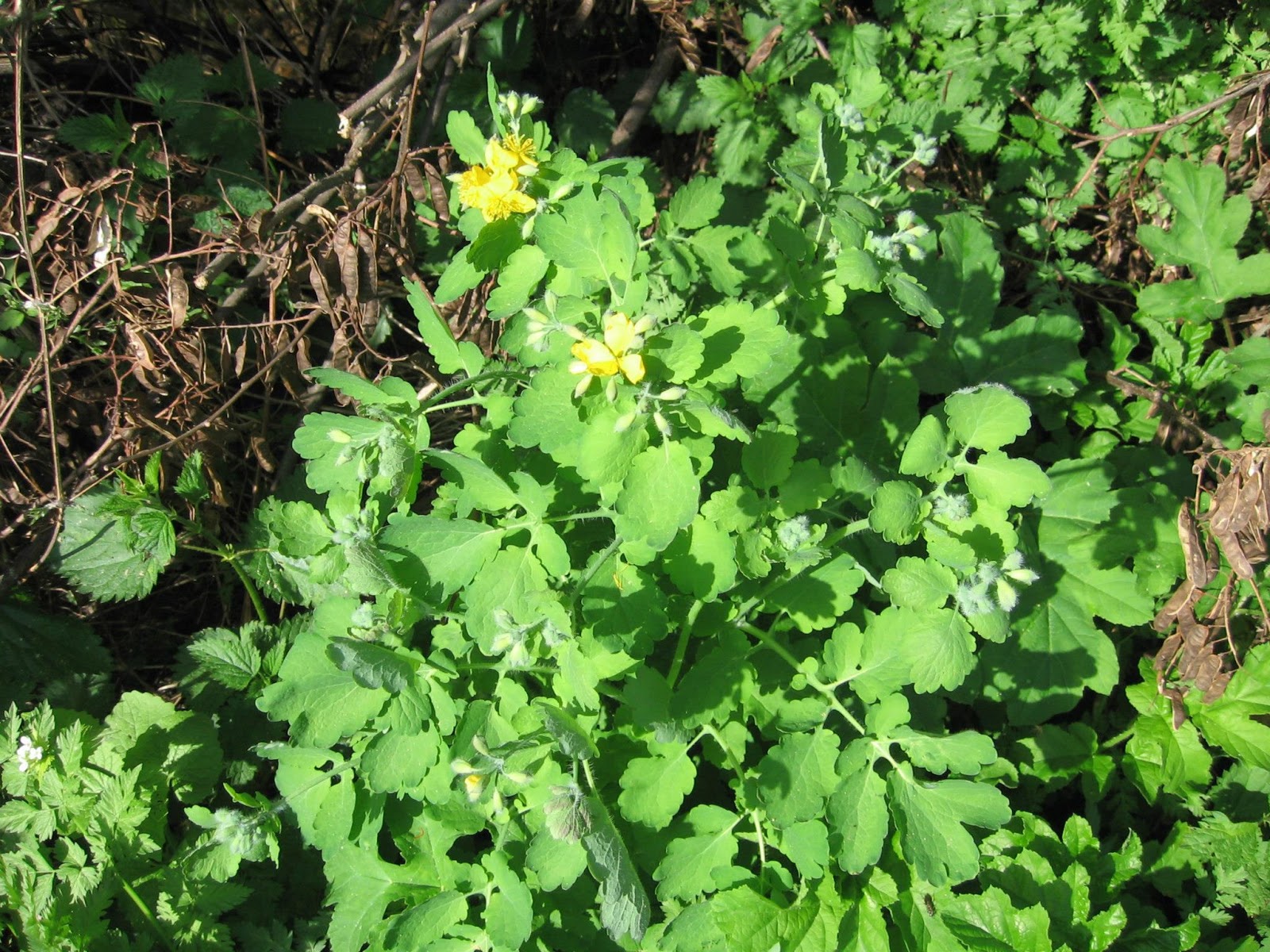 Rusa treva, Zmisko mleko, Chelidonium majus - Билки Лековити и Народна ...