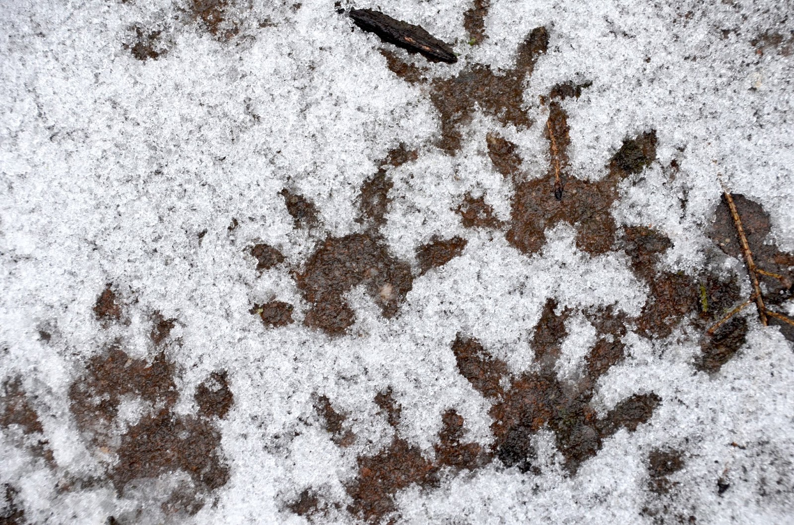 Possum Tracks In Snow