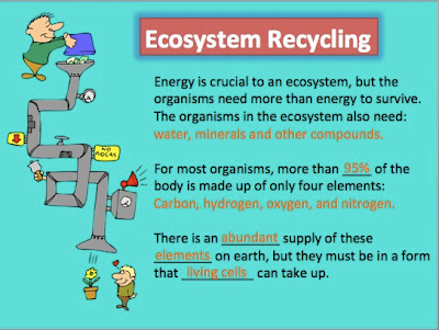 Amy Brown Science: Teaching Ecology Post 5: The Flow of Energy Through ...