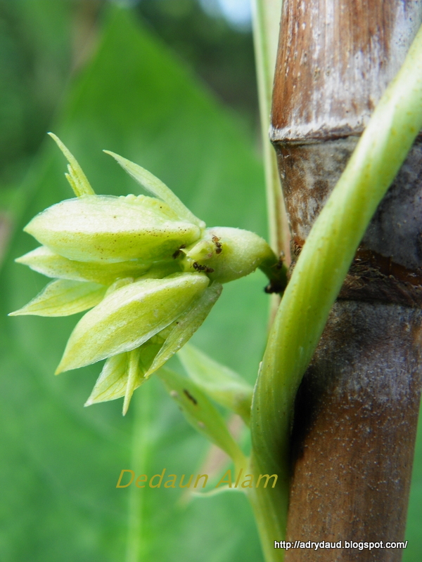 Dedaun Alam: Kebun Kecil Tepi Pagar - Bunga Tembikai Kuning