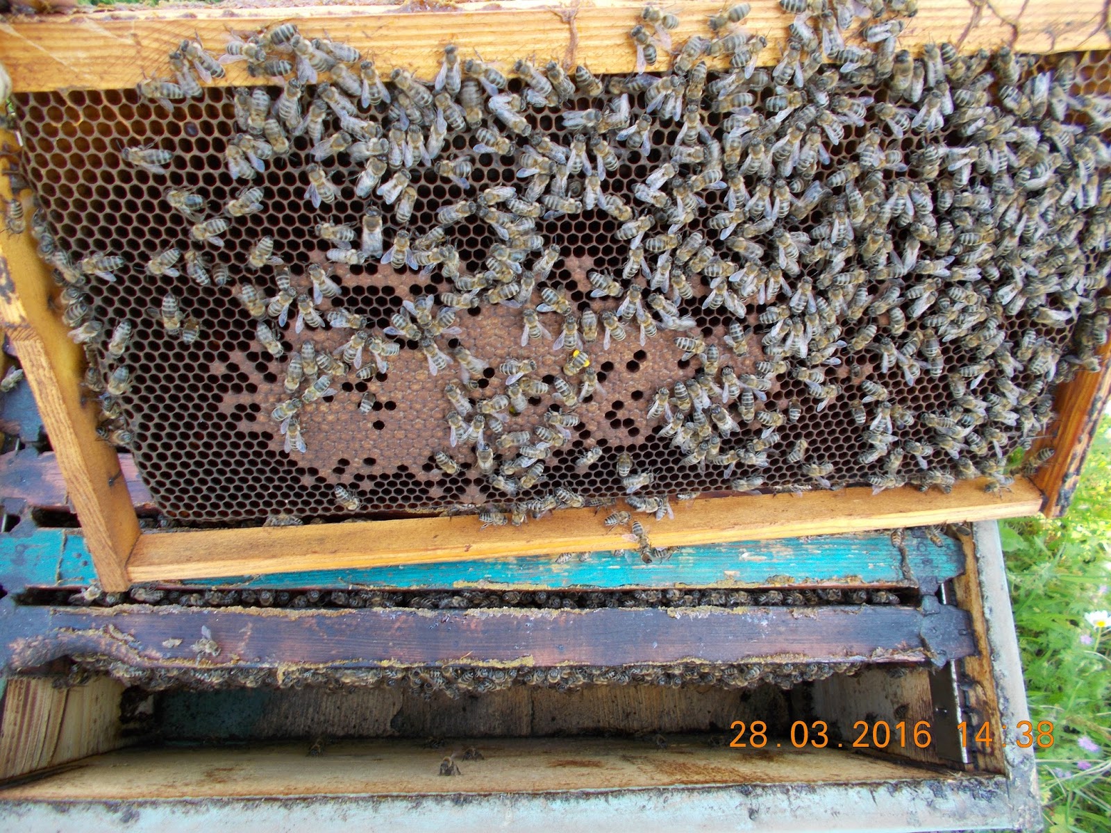 ΜελισσοΠεριπετειες: Τα μελισσια στο σπιτι - Πλατυ Μεσσηνιας