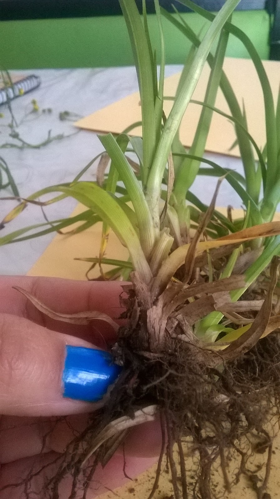 Biologia Primer Año Liceo 23: LAS PARTES DE LA PLANTA Y SUS FUNCIONES ...