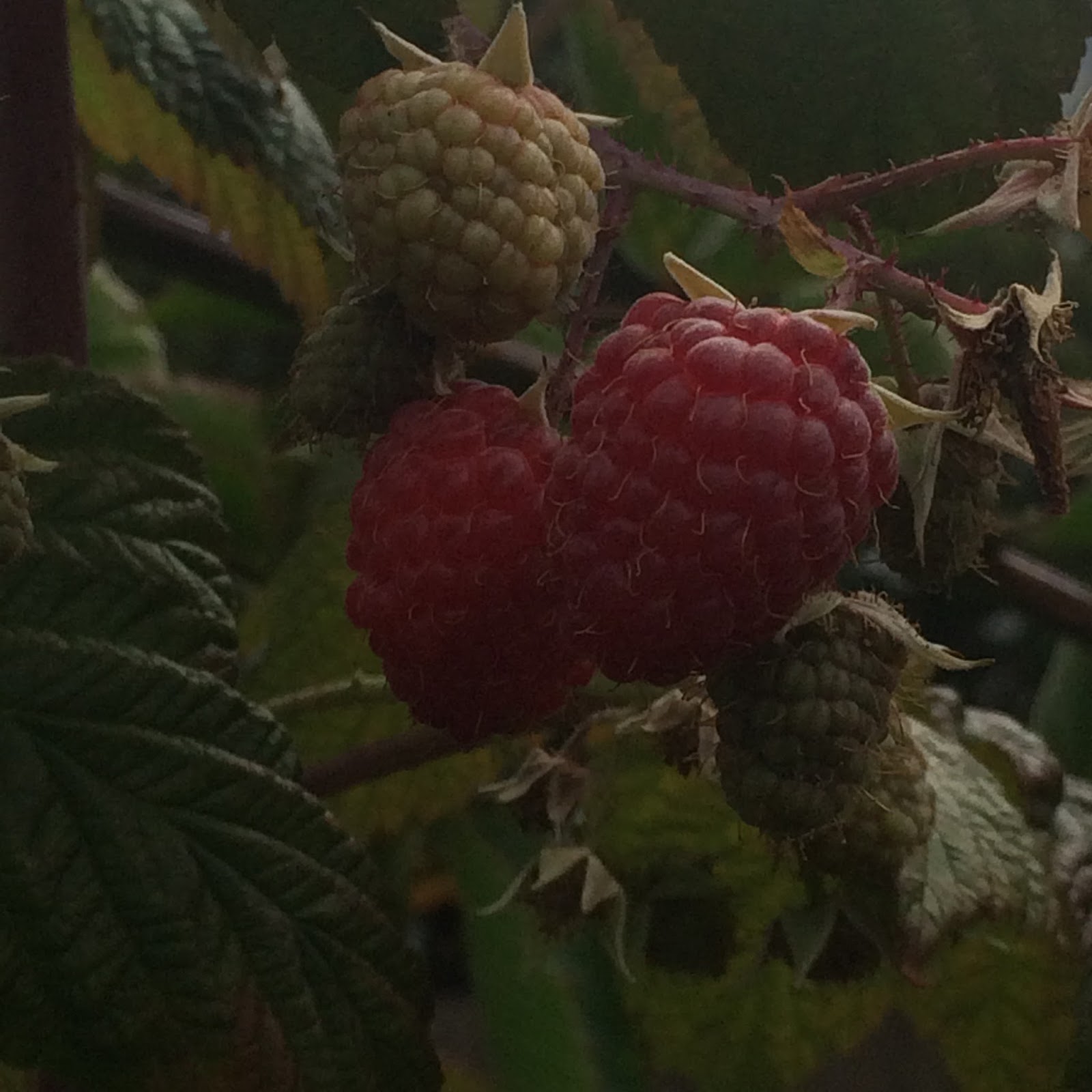 hostess of the humble bungalow: Seasonal snippets...