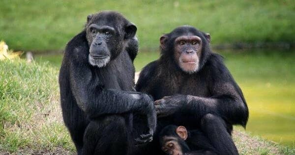 Enciclopedia Estudiantil: Animales Antropoides