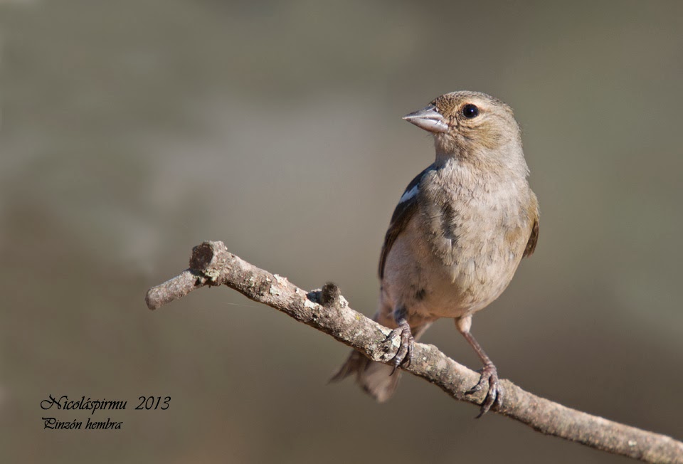 ALADOS_EXTREMADURA_NATURAL: PINZÓN COMÚN O VULGAR