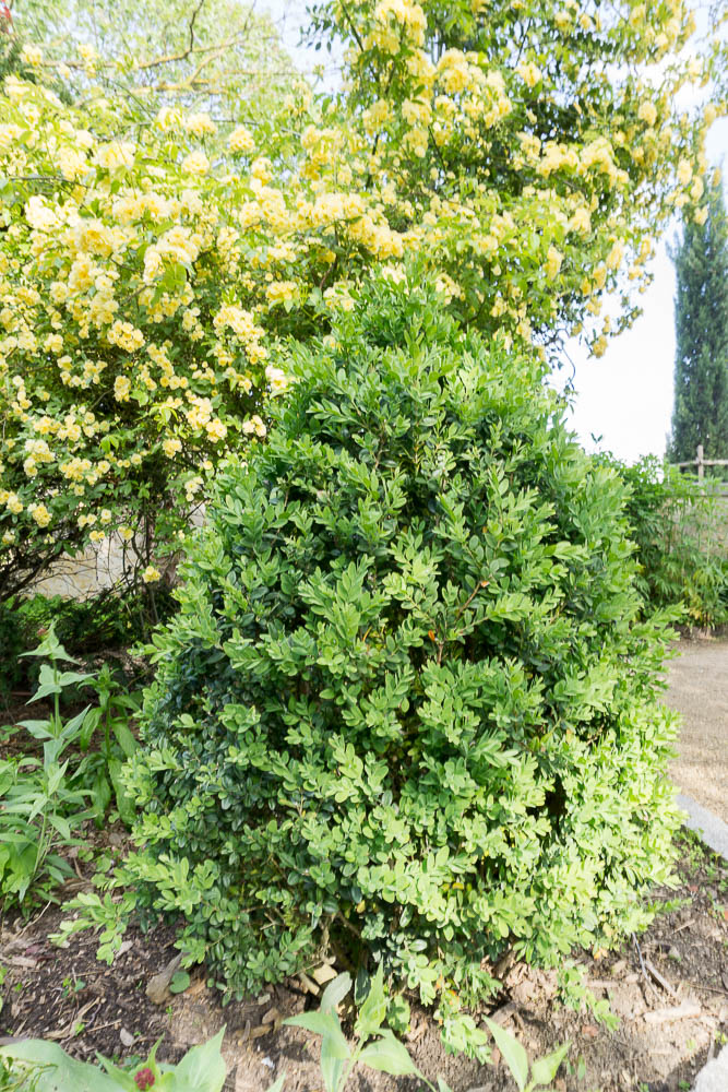 Plantas de Huerta Otea, Salamanca: Boj común (Buxus sempervirens)