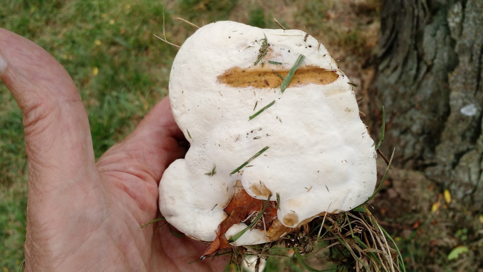 Springfield Plateau: Ganoderma On Our Roots