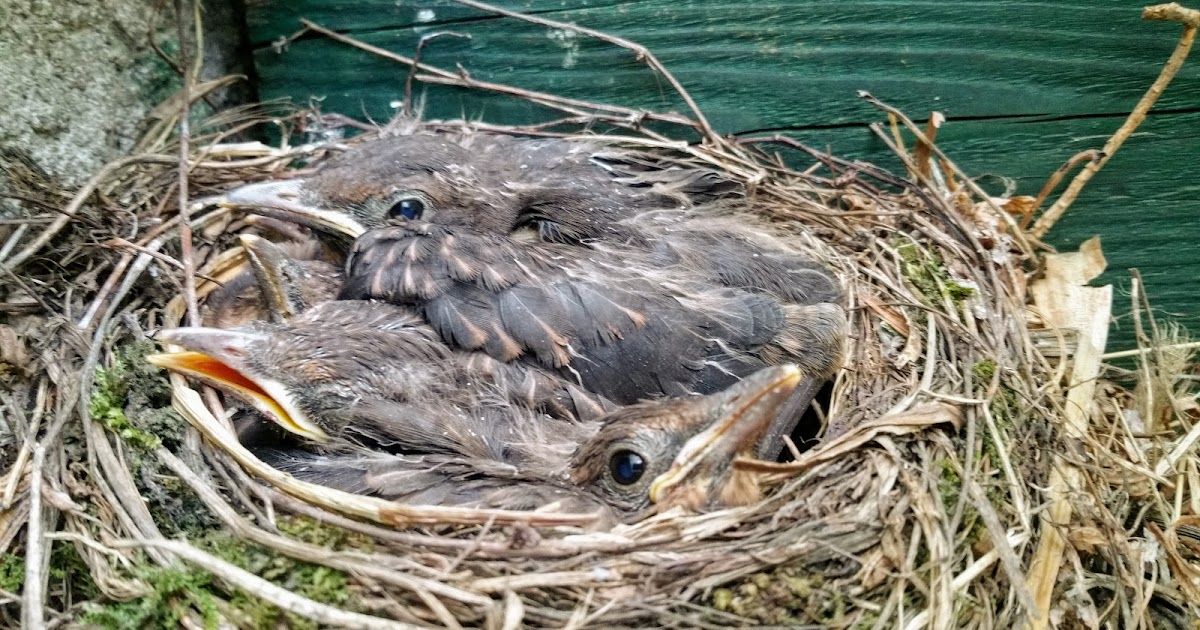 j'ai vu, j'ai photographié, je partage: Famille merle
