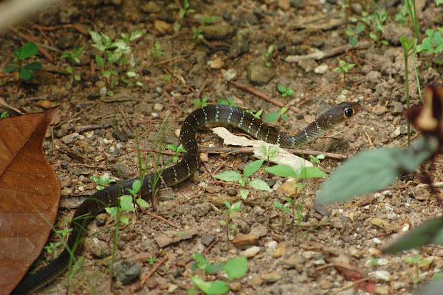 Ular Asli Indonesia: Ular Jali (Ptyas korros)