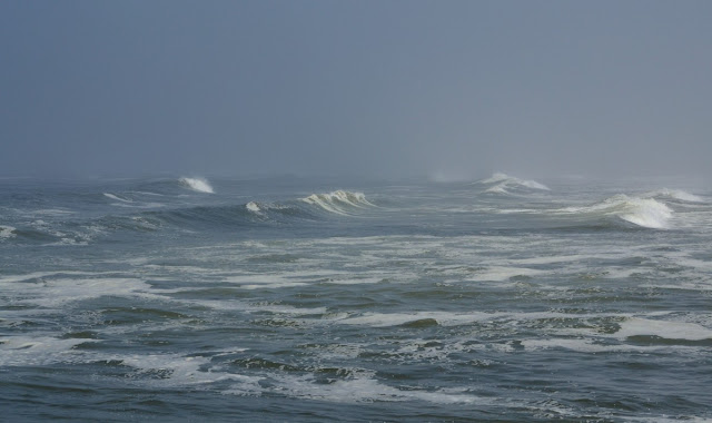 Woods Walks and Wildlife: June 2015