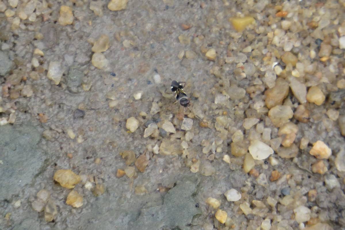 Queensland Coast: 2017