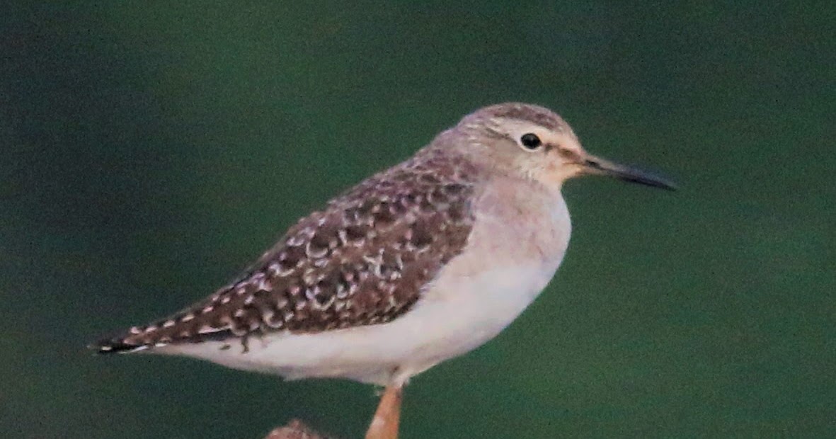 Ron-Nature-Adventures: A Comparison Between Wood Sandpiper and Common ...