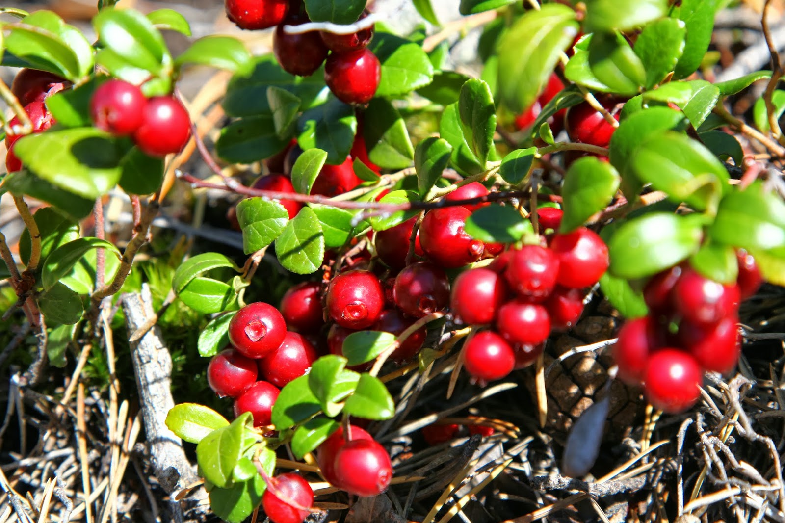 Травы Байкала.: Брусника - Vaccinium vitis idaea L.