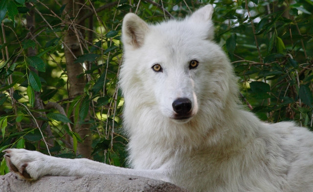 White Wolf : Watch Wolf Conservation Center’s Ambassador White Wolf ...